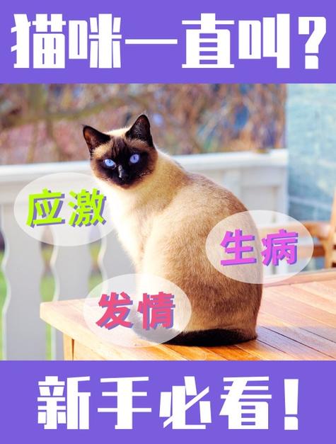 猫一直在叫说明了什么截图