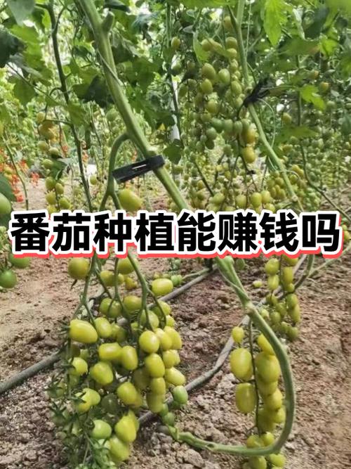 种西红柿赚钱吗图标
