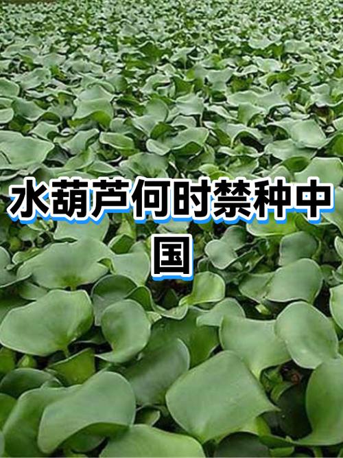 国家禁止种葫芦的原因截图