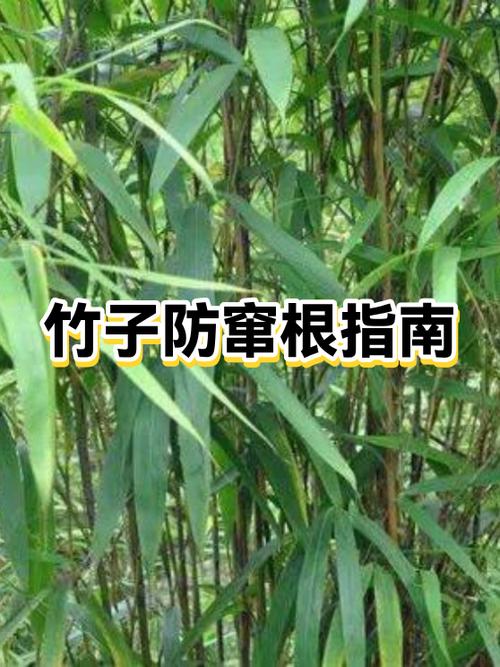 怎么防止竹子根蔓延图标