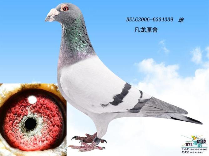 最纯的凡龙种鸽图片图标