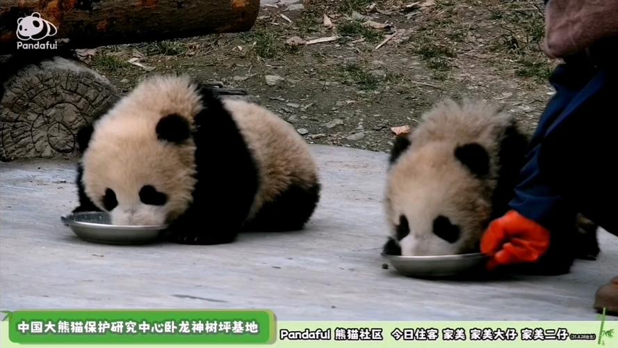 熊猫社区图标