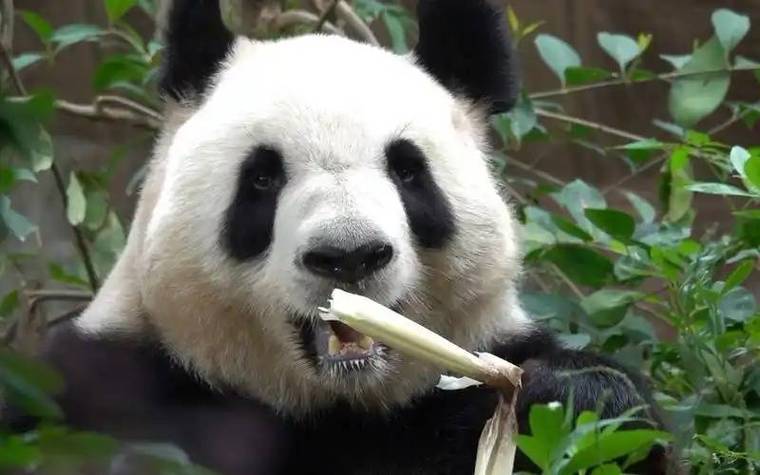 网络熊猫截图