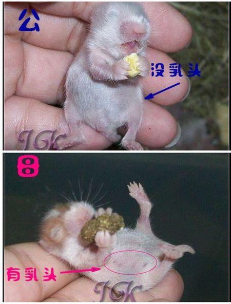 金丝熊比仓鼠大多少图标