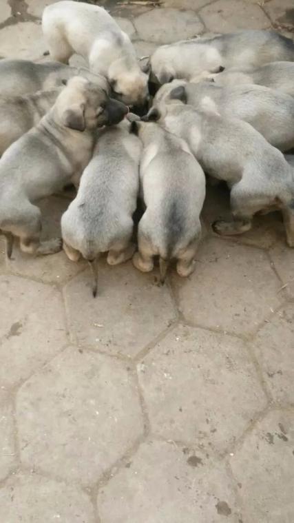 狼青犬多少钱一只图标
