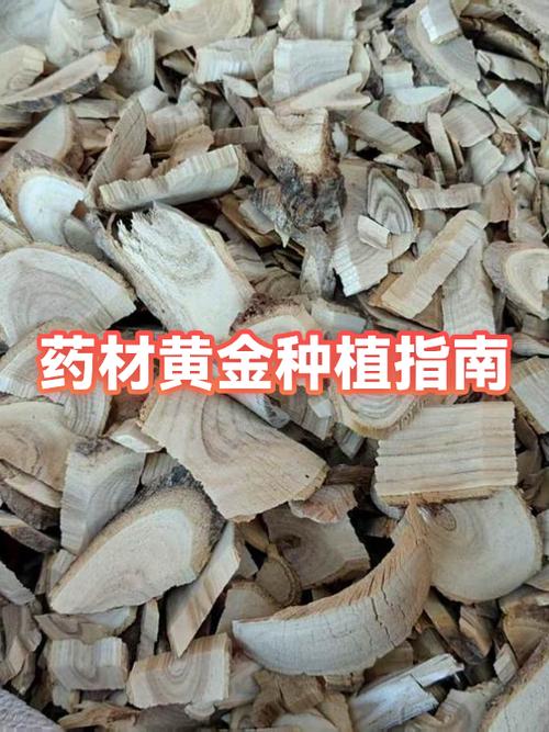 小黄金药材图片图标