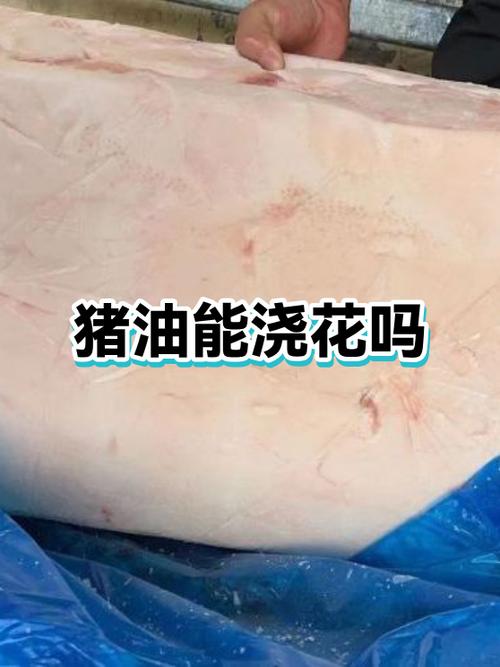猪油浇花的正确方法图标