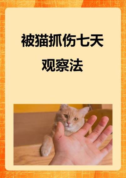 七天小说阅读全文猫猫图标