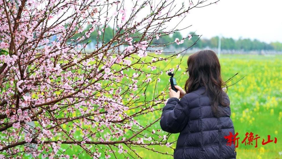 乡村桃花朵朵开图标