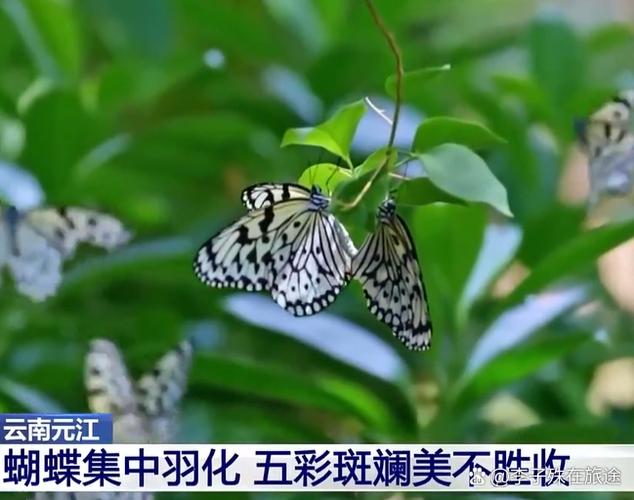 一键黑白变成彩色图标