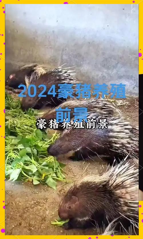 养20只豪猪一年利润截图