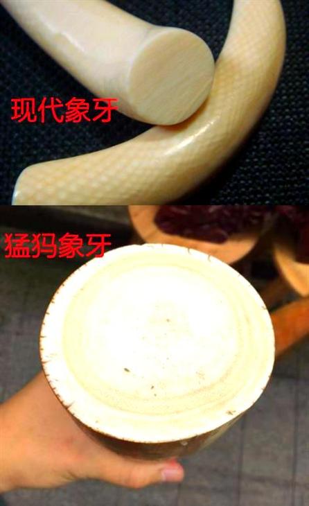 猛犸象牙手串真假图片对比图标