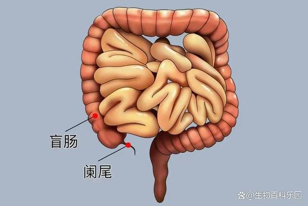 我们的肠子有多长截图