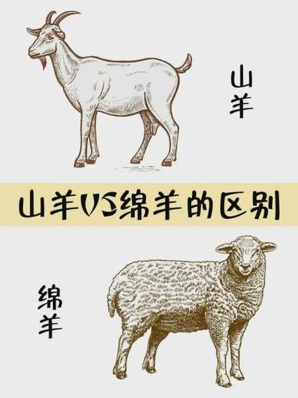 养山羊利润高还是绵羊利润好图标