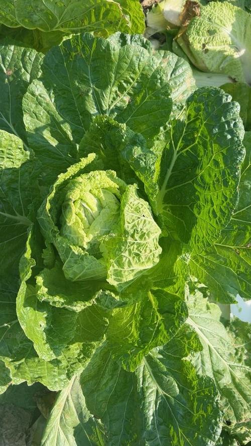 大白菜镜像图标