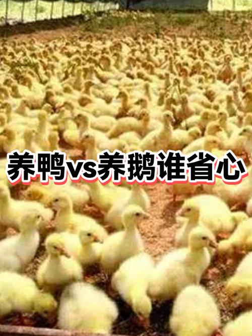 旱养鸭跟水养鸭区别图标