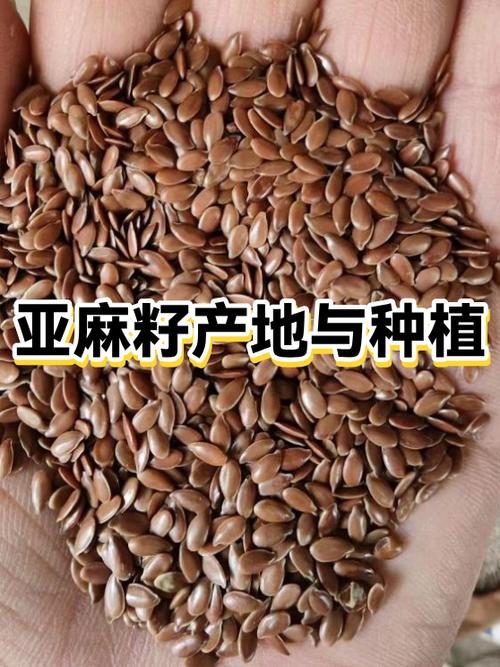中国亚麻籽第一名图标