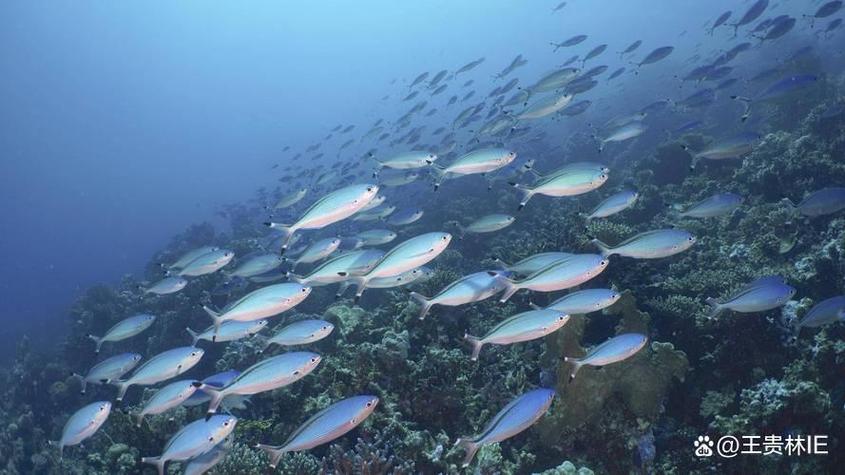 深海生态图标
