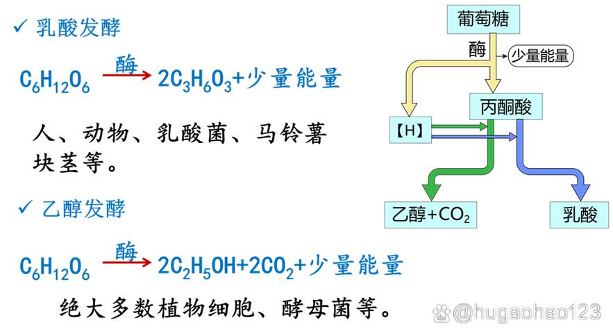 无氧呼吸第二阶段释放能量吗截图
