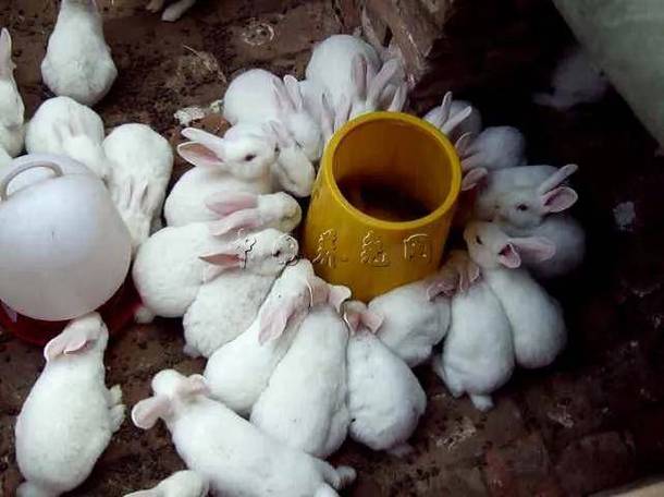 农村养兔子利润怎么样图标