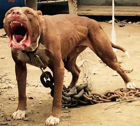 比特犬咬人吗图标