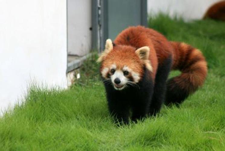 小熊猫为什么叫小熊猫图标
