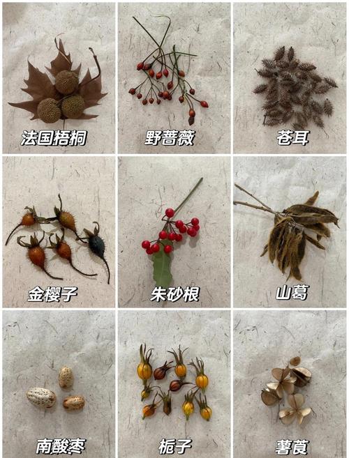 北邮人种子站图标