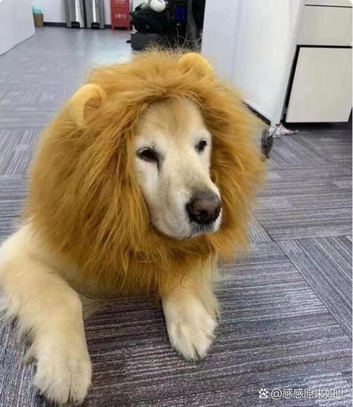 狮子犬多少钱一只图标