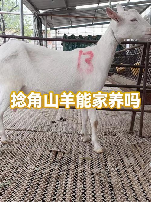 羊的寿命有几年截图