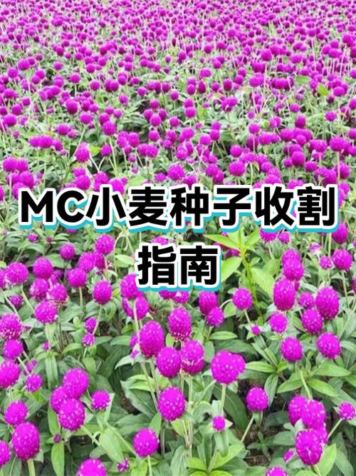 我的世界小麦种子怎么获得?图标