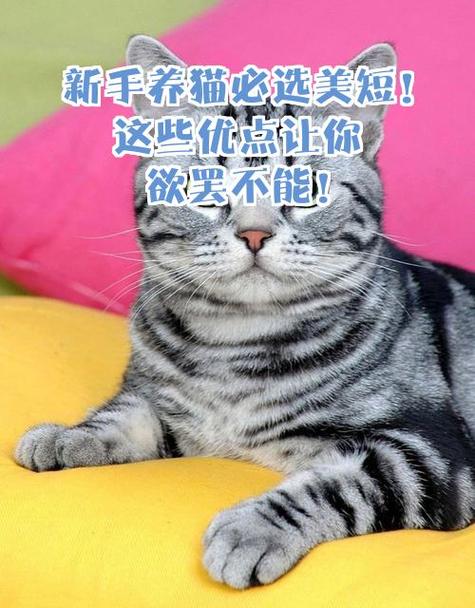 美短猫怎么养 美短猫喂养注意事项截图