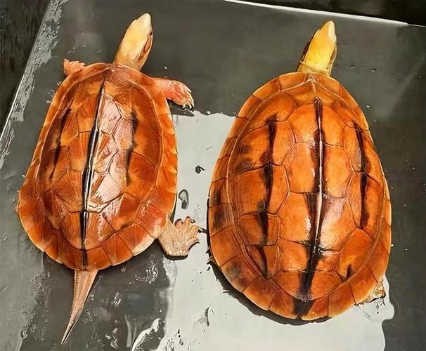 金钱龟哪个品种好图标