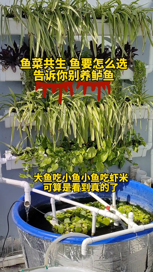 鱼菜共生养什么鱼合适截图
