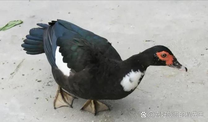 鸭子苗多少钱一只图标