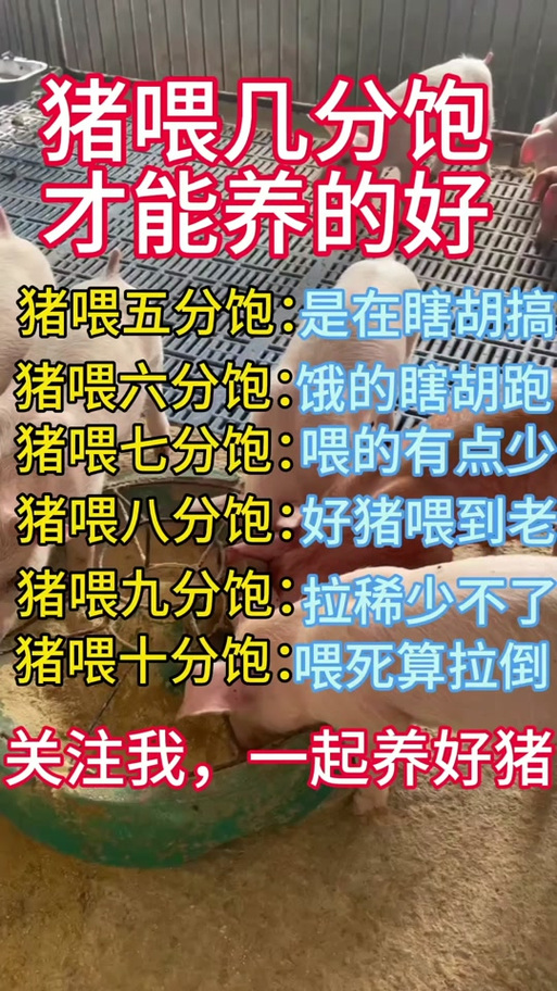猪八是什么意思