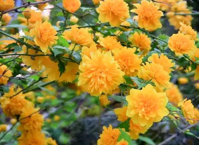 花语直播软件介绍图标