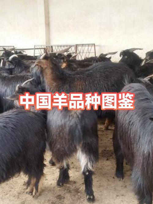 羊品种图片图标