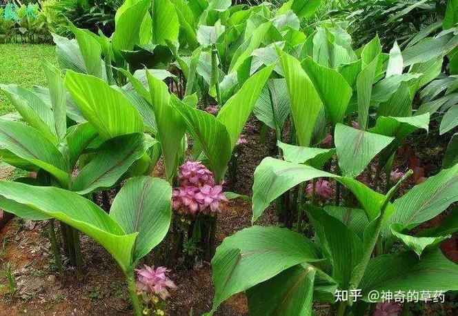药神的草药铺拼音是什么