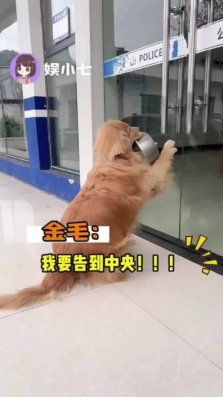 金毛皮蛋最新搞笑视频图标
