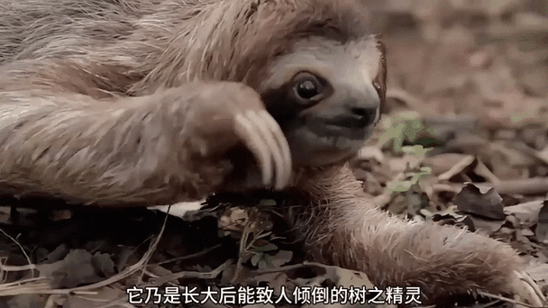 见识狭小的人是什么动物图标
