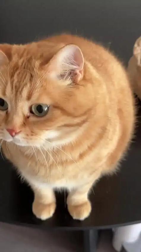 橘猫能听懂人说话吗图标
