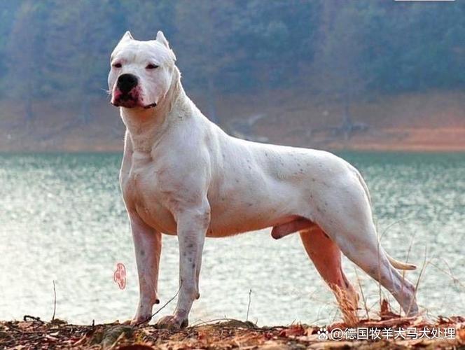 杜高犬多少钱一只截图