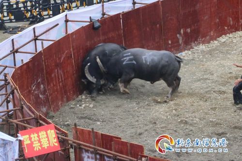 麒麟王对黑霸王斗牛图标