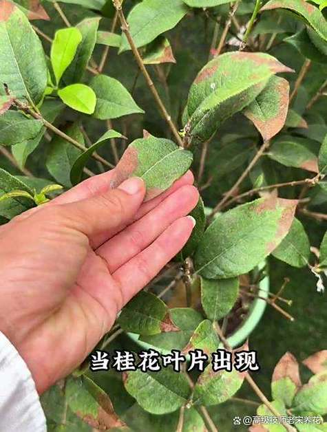 全民农场树枯了怎么办图标