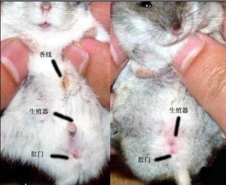 布丁仓鼠容易死吗图标