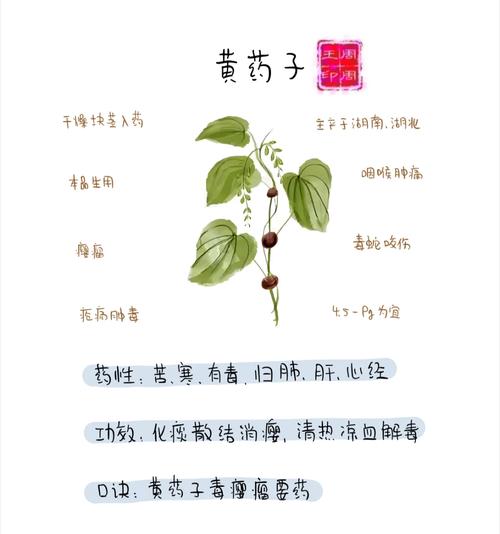 女人吃黄药子的好处图标