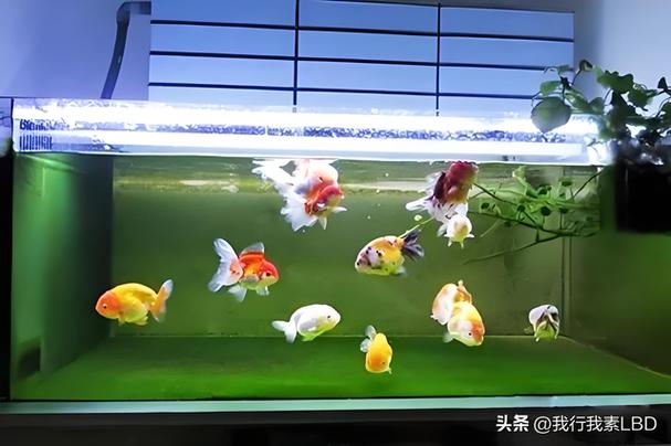 饲养金鱼截图