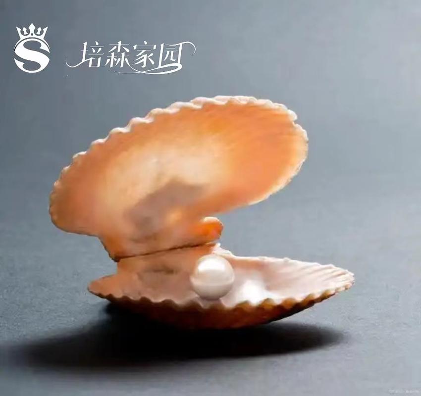 迷你世界蚌壳怎么打开图标