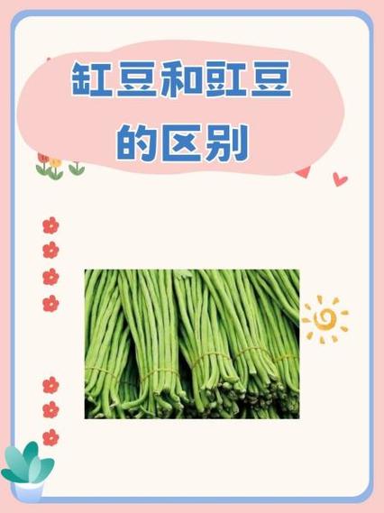 短缸豆