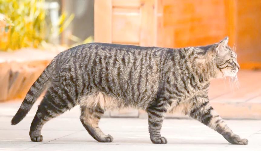 猫不走路图标